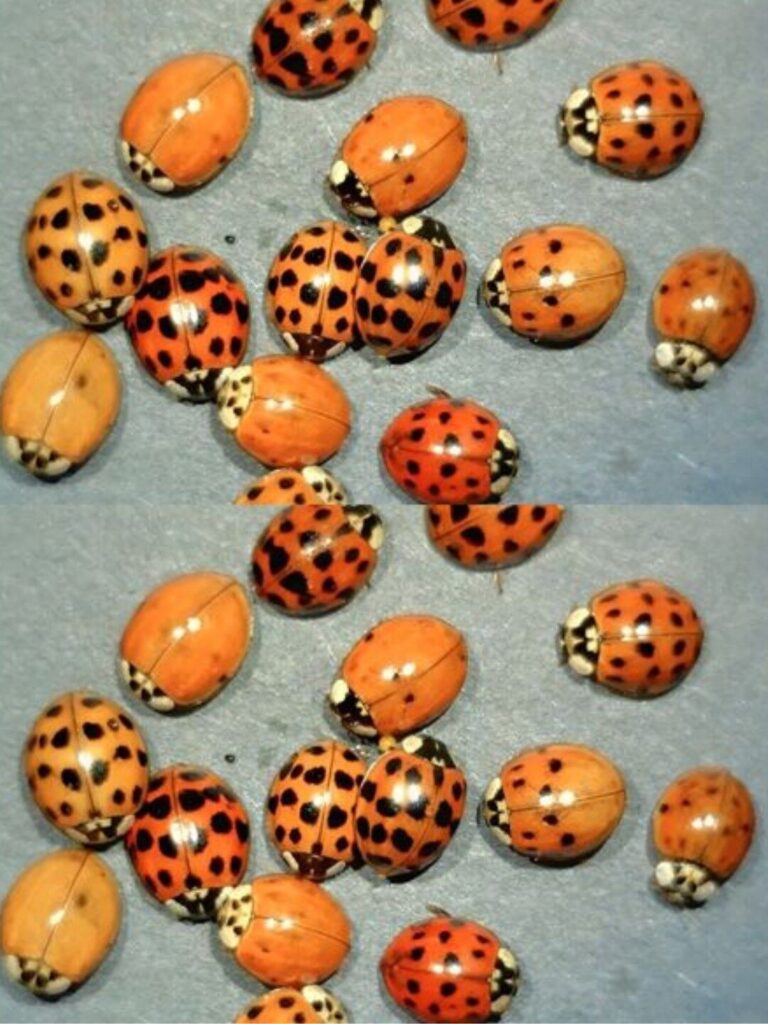 The Hidden Meaning of Yellow Ladybugs and Interesting Facts About Them ...