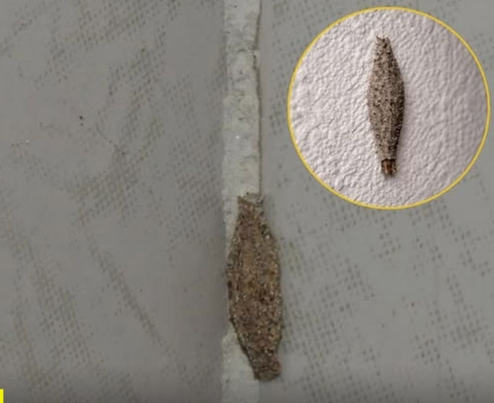 Top Spots Where This Common Insect Hides in Your Home – SacForum